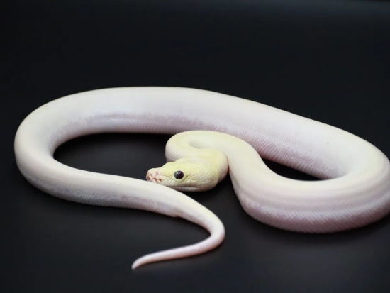 Ivory 100% Het Albino 50% Het Labyrinth, Green, Granite Burmese Python ...