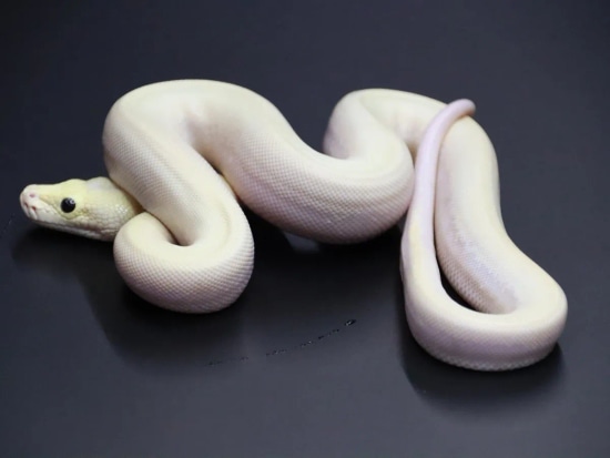 Ivory 100% Het Albino 50% Het Labyrinth, Green, Granite Burmese Python ...