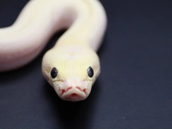Ivory 100% Het Albino 50% Het Labyrinth, Green, Granite Burmese Python ...