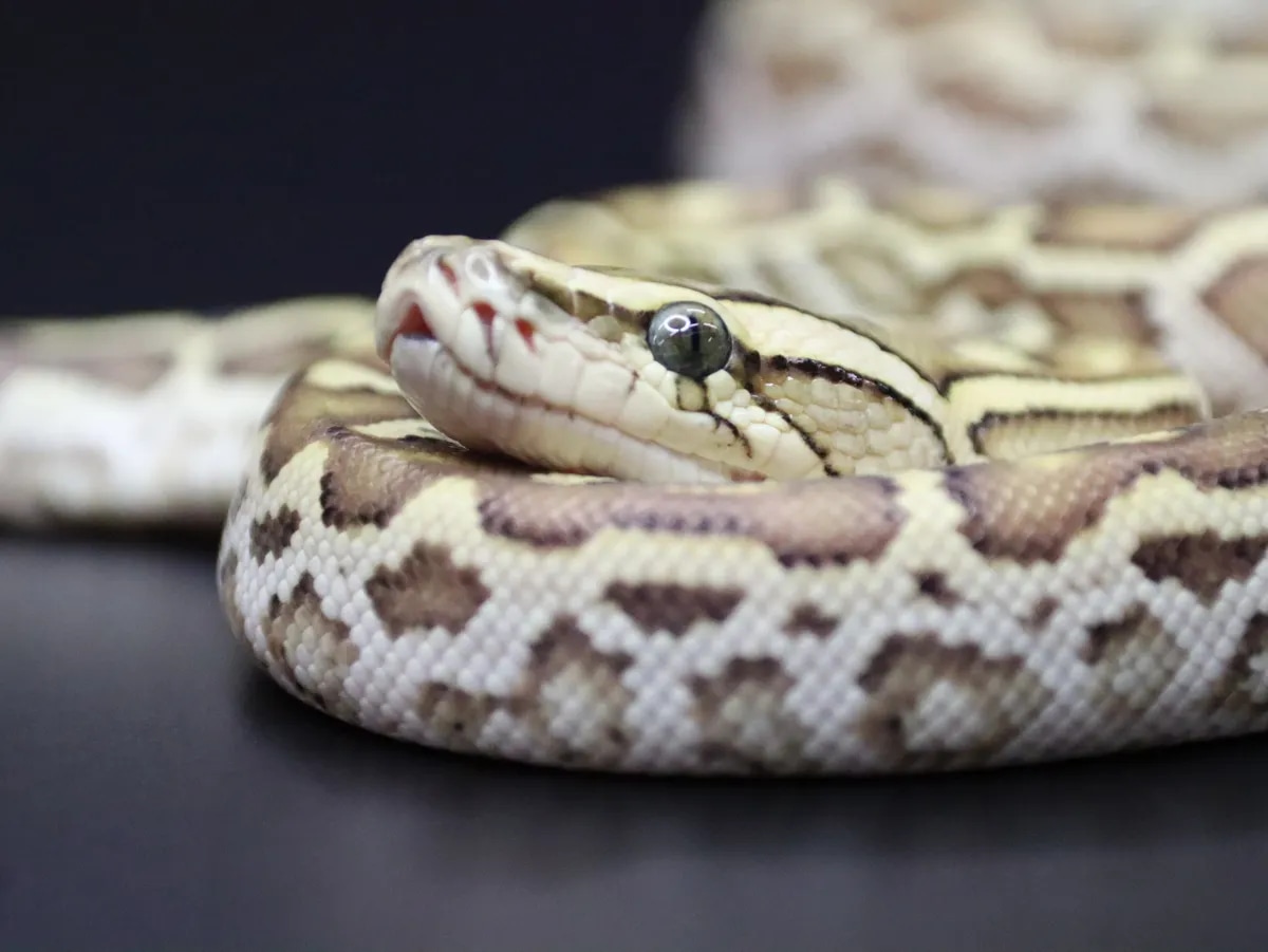 Hypo 100% Het Albino 50% Het Labyrinth, Green, Granite Burmese Python ...