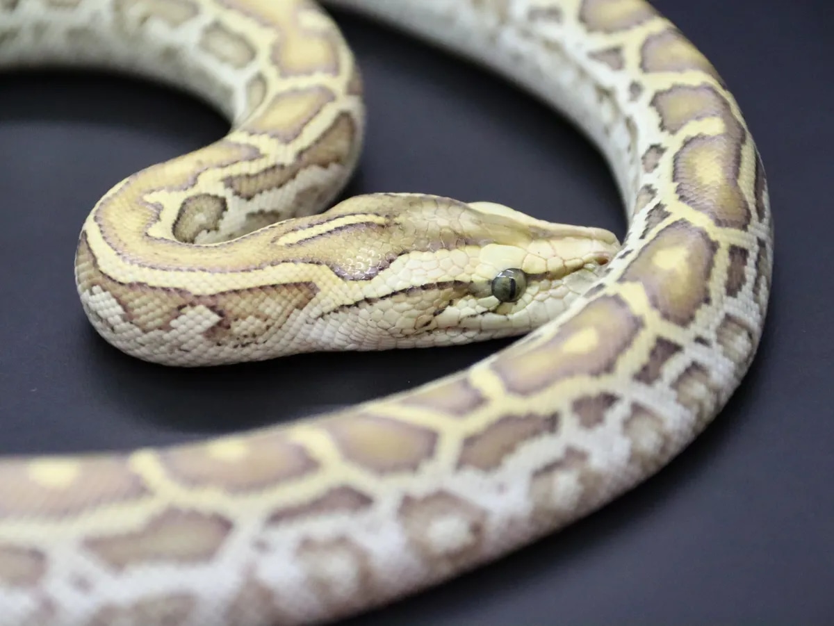 Hypo 100% Het Albino 50% Het Labyrinth, Green, Granite Burmese Python ...