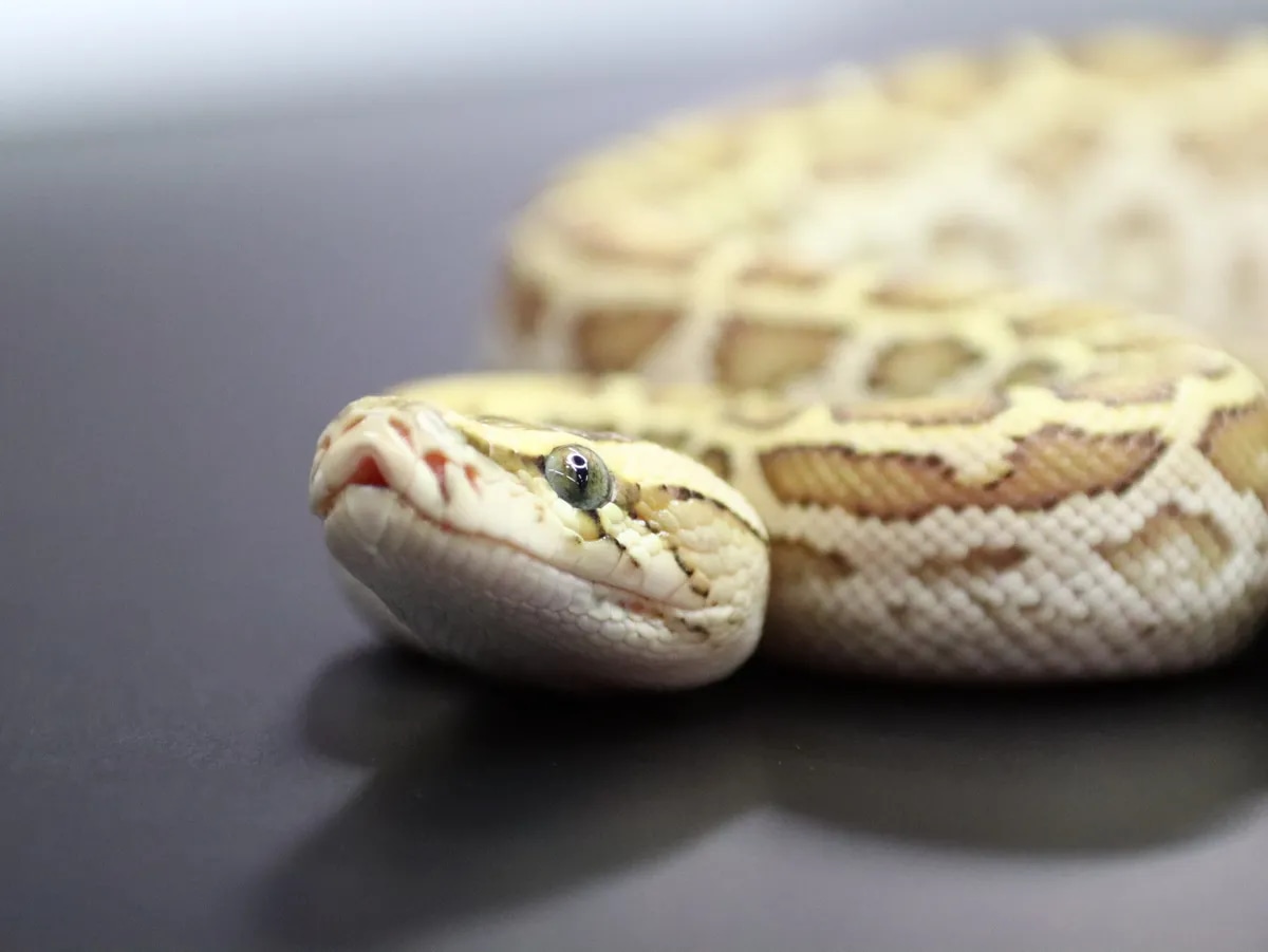 Hypo 100% Het Albino 50% Het Labyrinth, Green, Granite Burmese Python ...