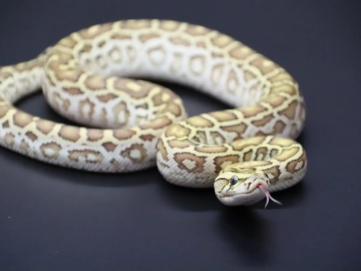 Hypo 100% Het Albino 50% Het Labyrinth, Green, Granite Burmese Python ...