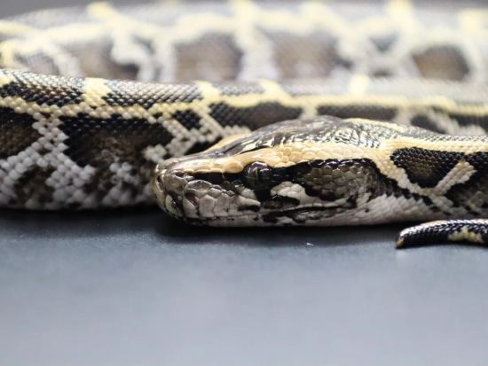 100% Het Albino 50% Het Labyrinth, Green, Granite Burmese Python by ...