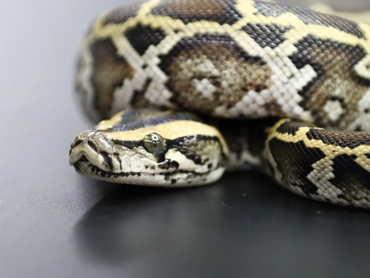 100% Het Albino 50% Het Labyrinth, Green, Granite Burmese Python by ...
