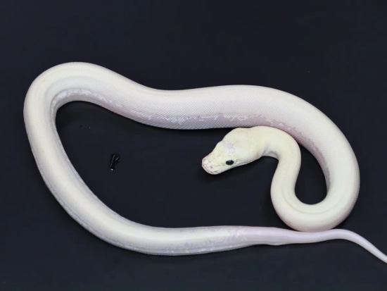 Ivory 66% Labyrinth 50% Het Albino, Green, Granite Burmese Python by ...