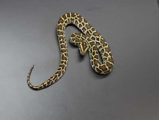 100% Het Albino 50% Het Labyrinth, Green, Granite Burmese Python by ...