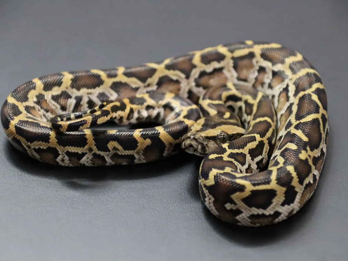 100% Het Albino 50% Het Labyrinth, Green, Granite Burmese Python by ...
