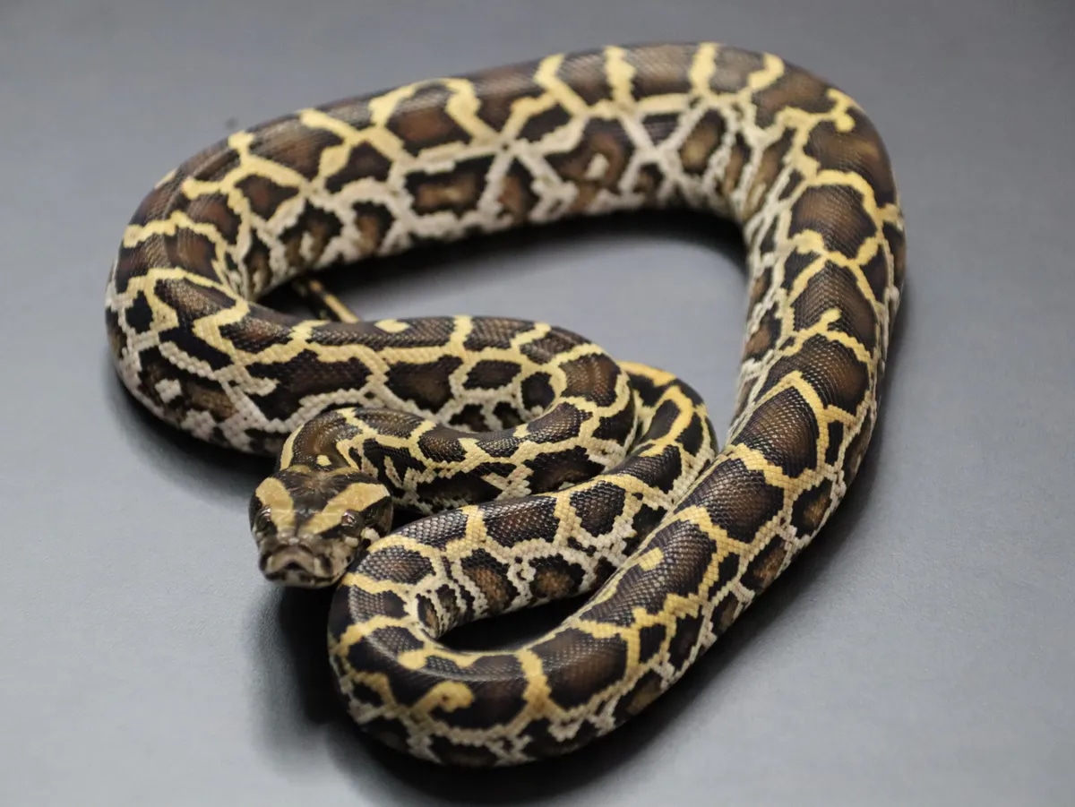 100% Het Albino 50% Het Labyrinth, Green, Granite Burmese Python by ...