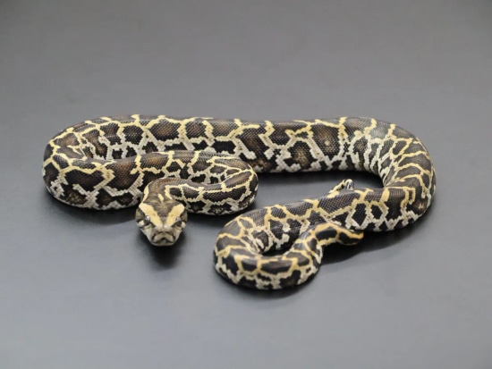 100% Het Albino 50% Het Labyrinth, Green, Granite Burmese Python by ...