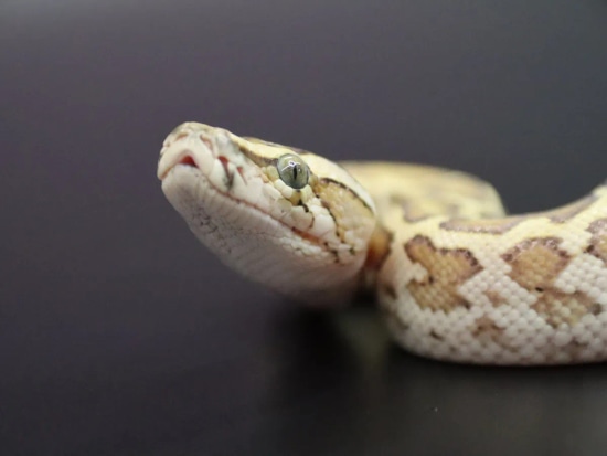 Hypo 100% Het Albino 50% Het Labyrinth, Green, Granite Burmese Python ...