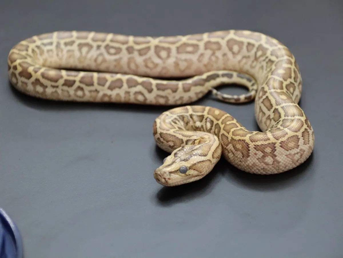 Hypo 100% Het Albino 50% Het Labyrinth, Green, Granite Burmese Python ...