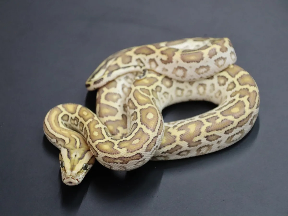 Hypo 100% Het Albino 50% Het Labyrinth, Green, Granite Burmese Python ...