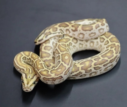 Hypo 100% Het Albino 50% Het Labyrinth, Green, Granite Burmese Python ...