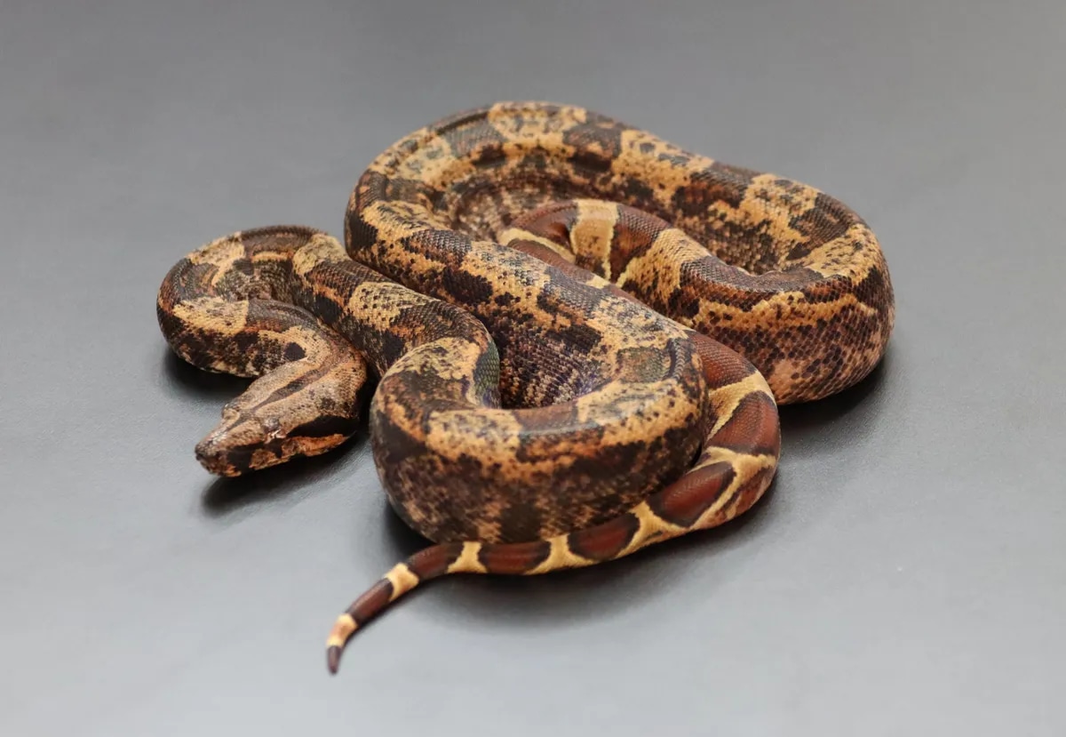 Redline Hypo IMG 100% Het Burke T+ Albino Boa Constrictor by Jason's ...