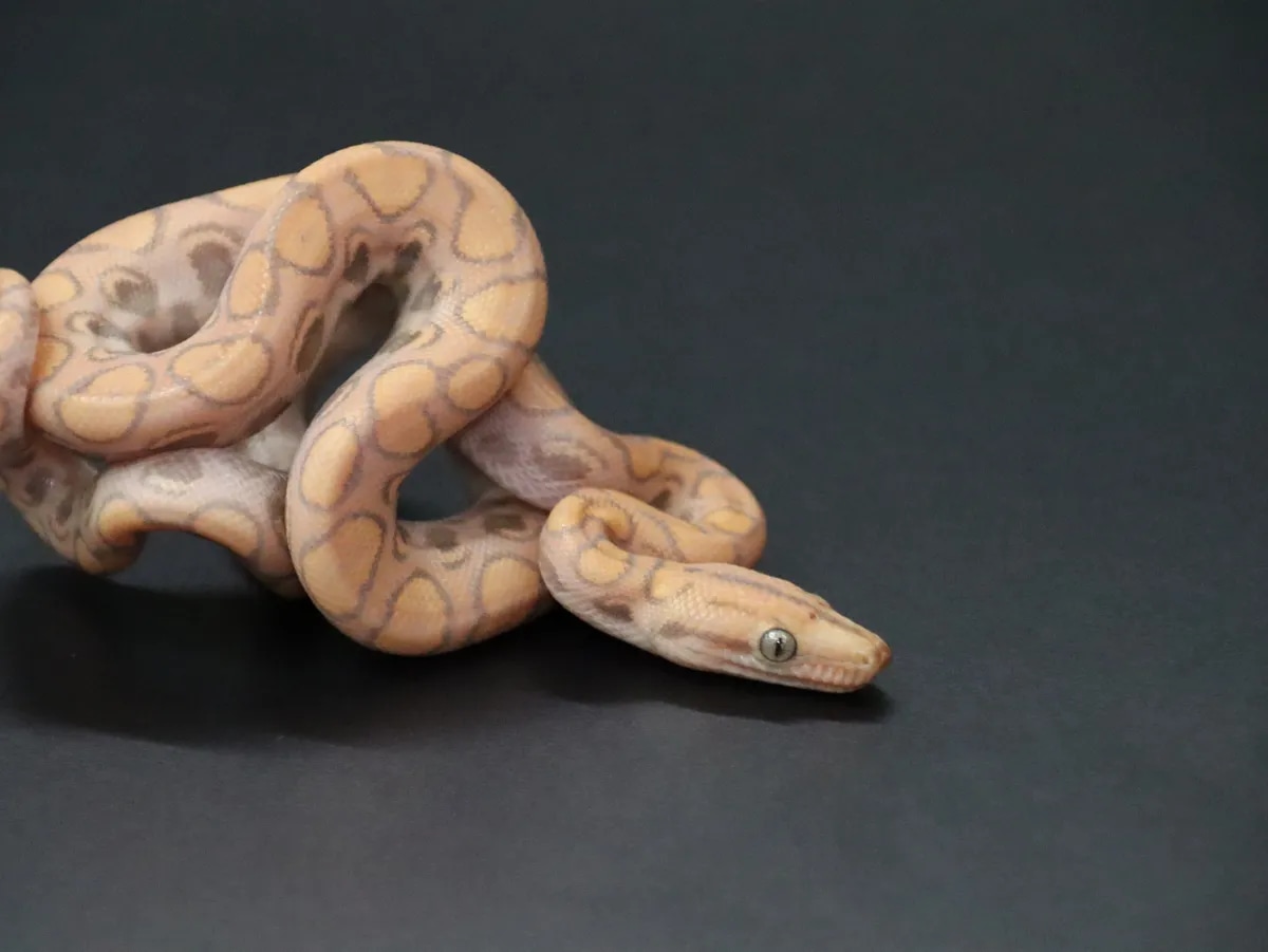 T+ Albino Brazilian Rainbow Boa by Jason's Exotic Reptiles - MorphMarket