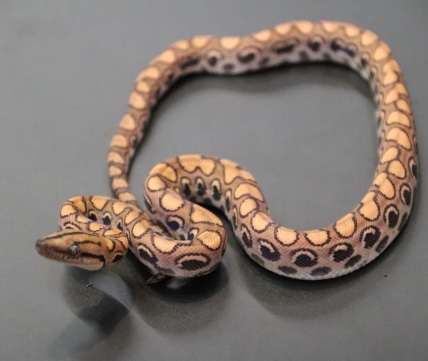Het T+ Albino Brazilian Rainbow Boa by Jason's Exotic Reptiles ...