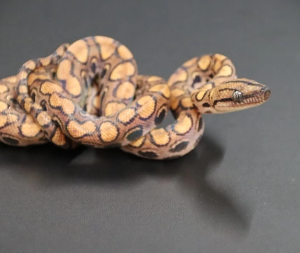 T+ Albino Brazilian Rainbow Boa by Jason's Exotic Reptiles - MorphMarket