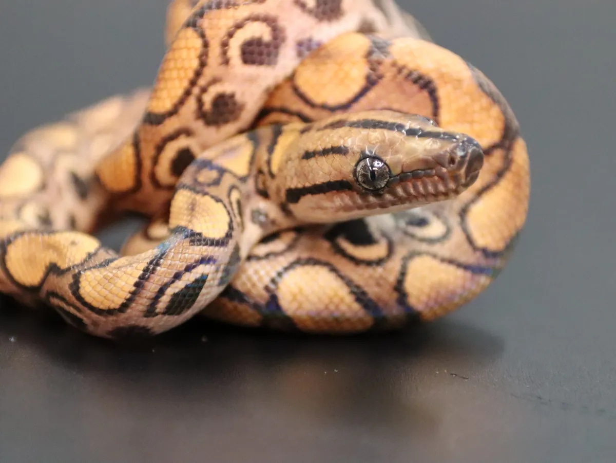 Het T+ Albino Brazilian Rainbow Boa by Jason's Exotic Reptiles ...