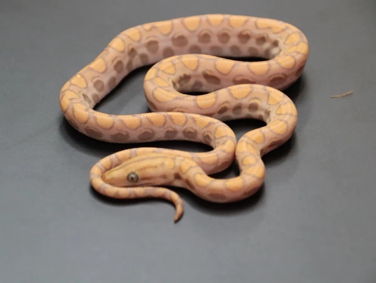 T+ Albino Brazilian Rainbow Boa by Jason's Exotic Reptiles