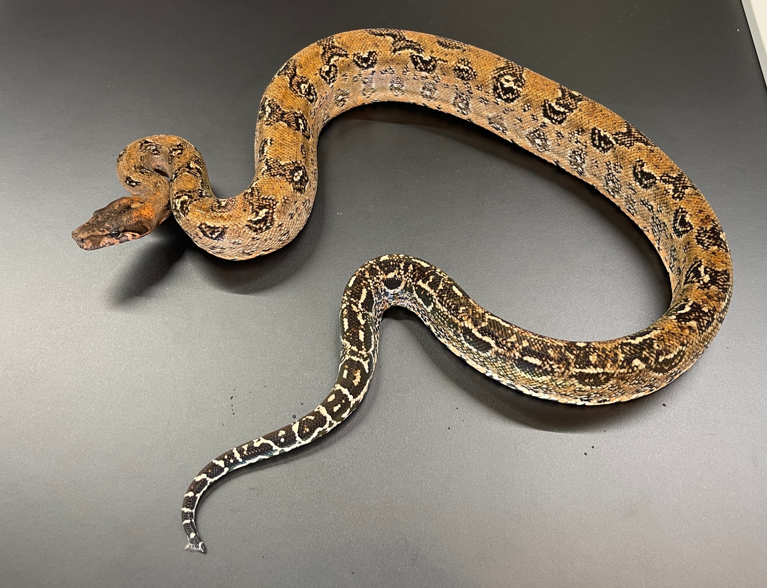 Pure Sonoran Leopard - Hold Back Boa Constrictor by Jason's Exotic ...
