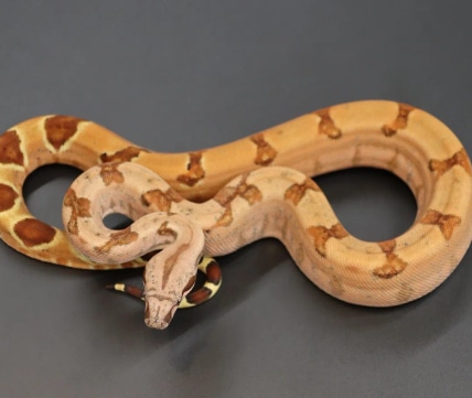 Probable Super Hypo Mayan Blood Boa Constrictor by Jason's Exotic ...