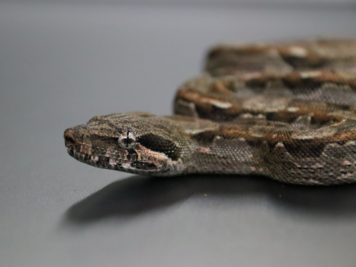 Aztec 100% Het T+ Albino Boa Constrictor by Jason's Exotic Reptiles ...