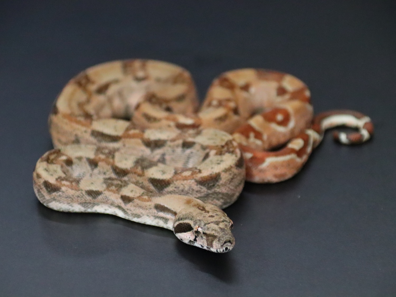 Hypo Aztec 100% Het T+ Albino Boa Constrictor by Jason's Exotic ...