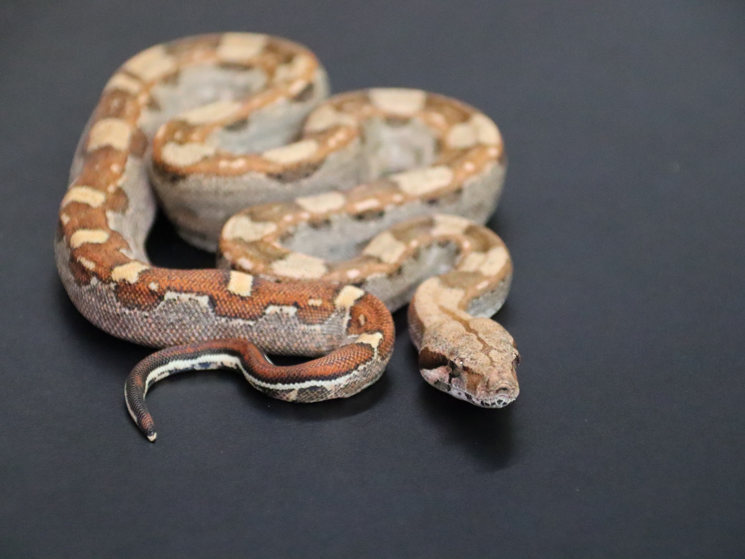 Aztec Fire 100% Het T+ Albino Boa Constrictor by Jason's Exotic ...