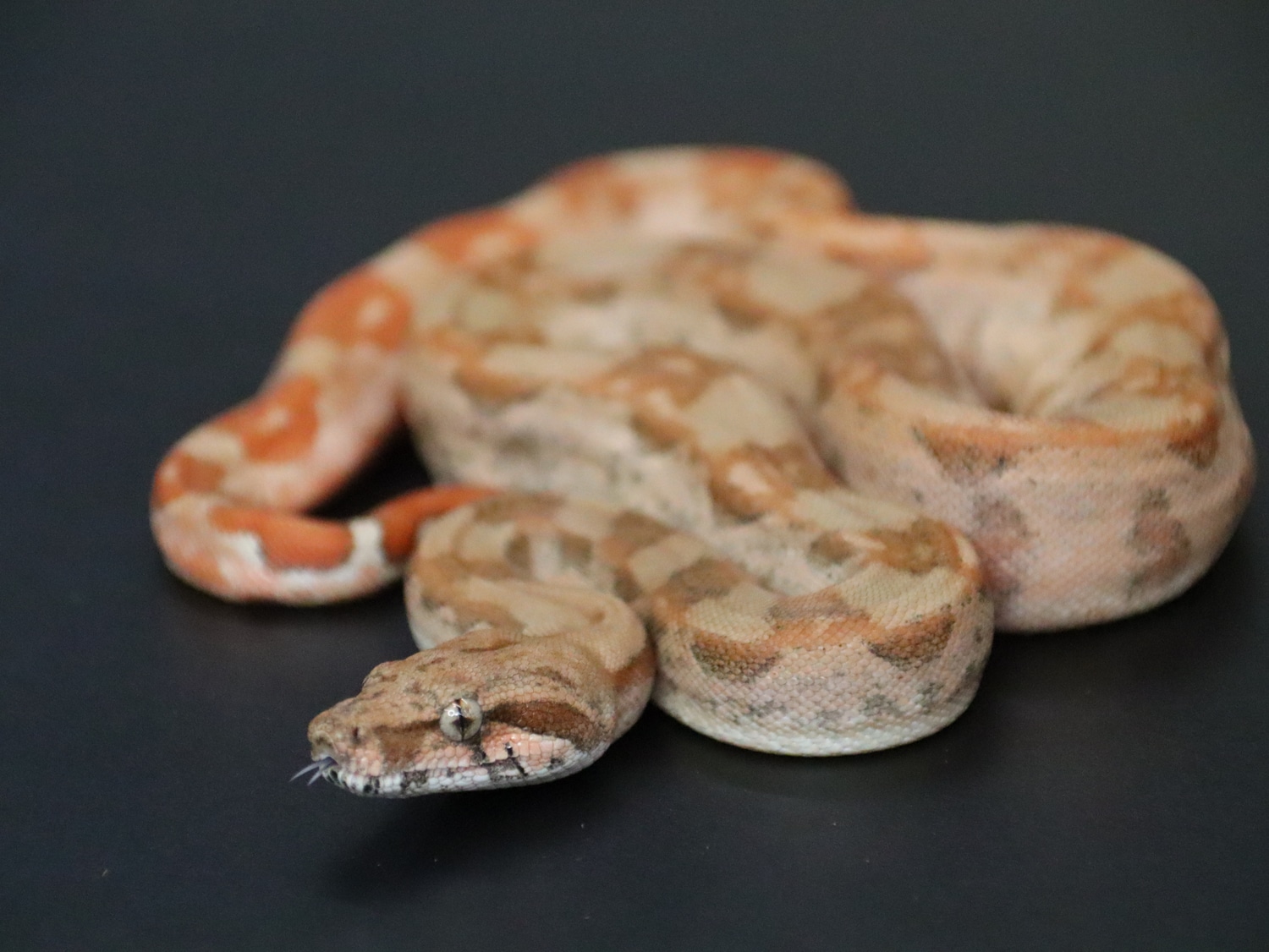 Hypo Fire Aztec 100% Het T+ Albino Boa Constrictor by Jason's Exotic ...