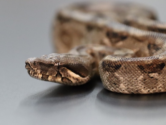 Mayan Lineage 66% Het Blood And JER T+ Albino Boa Constrictor by Jason ...