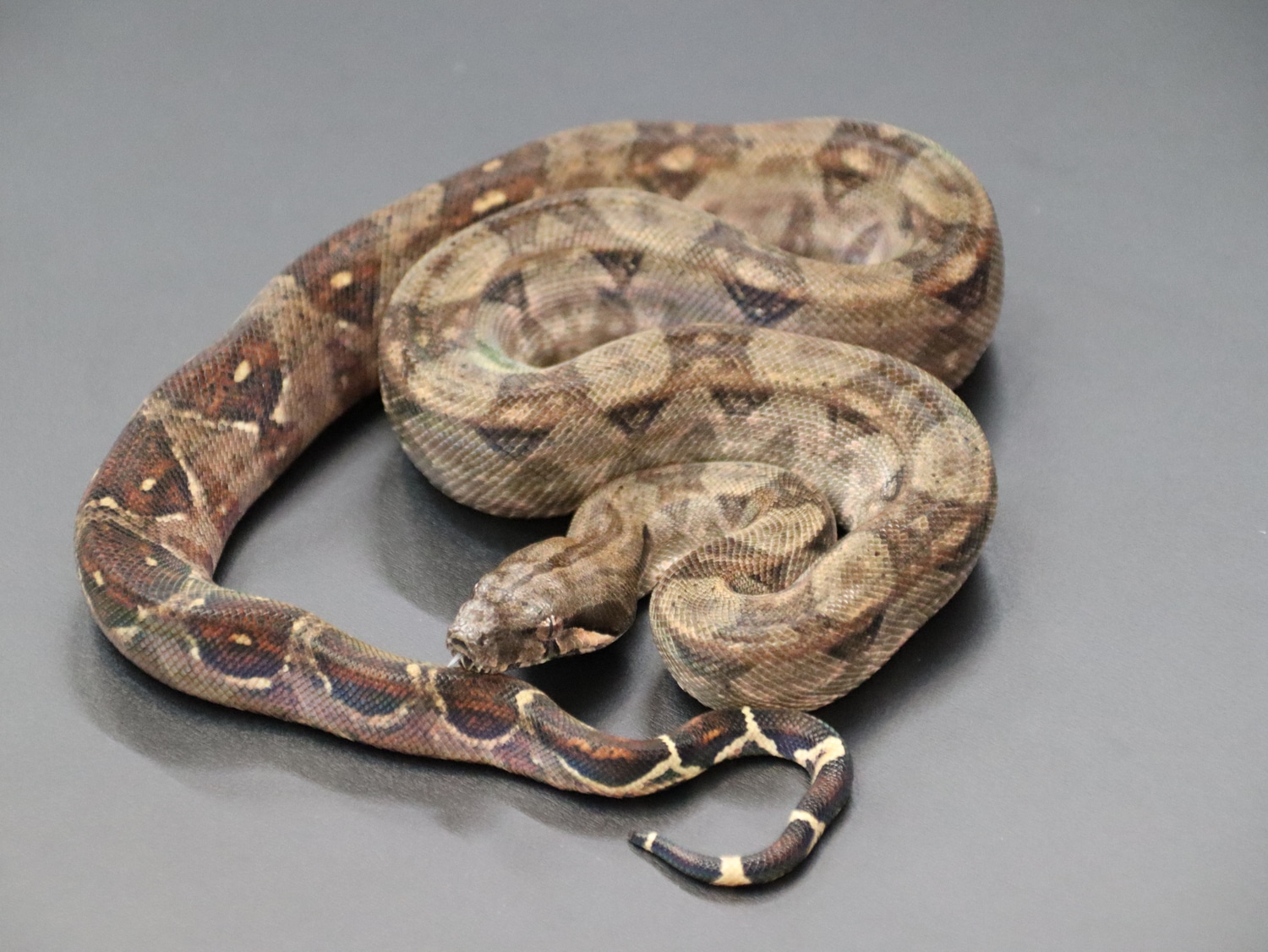 Possible Mayan 66% Het Blood And JER T+ Albino Boa Constrictor by Jason ...