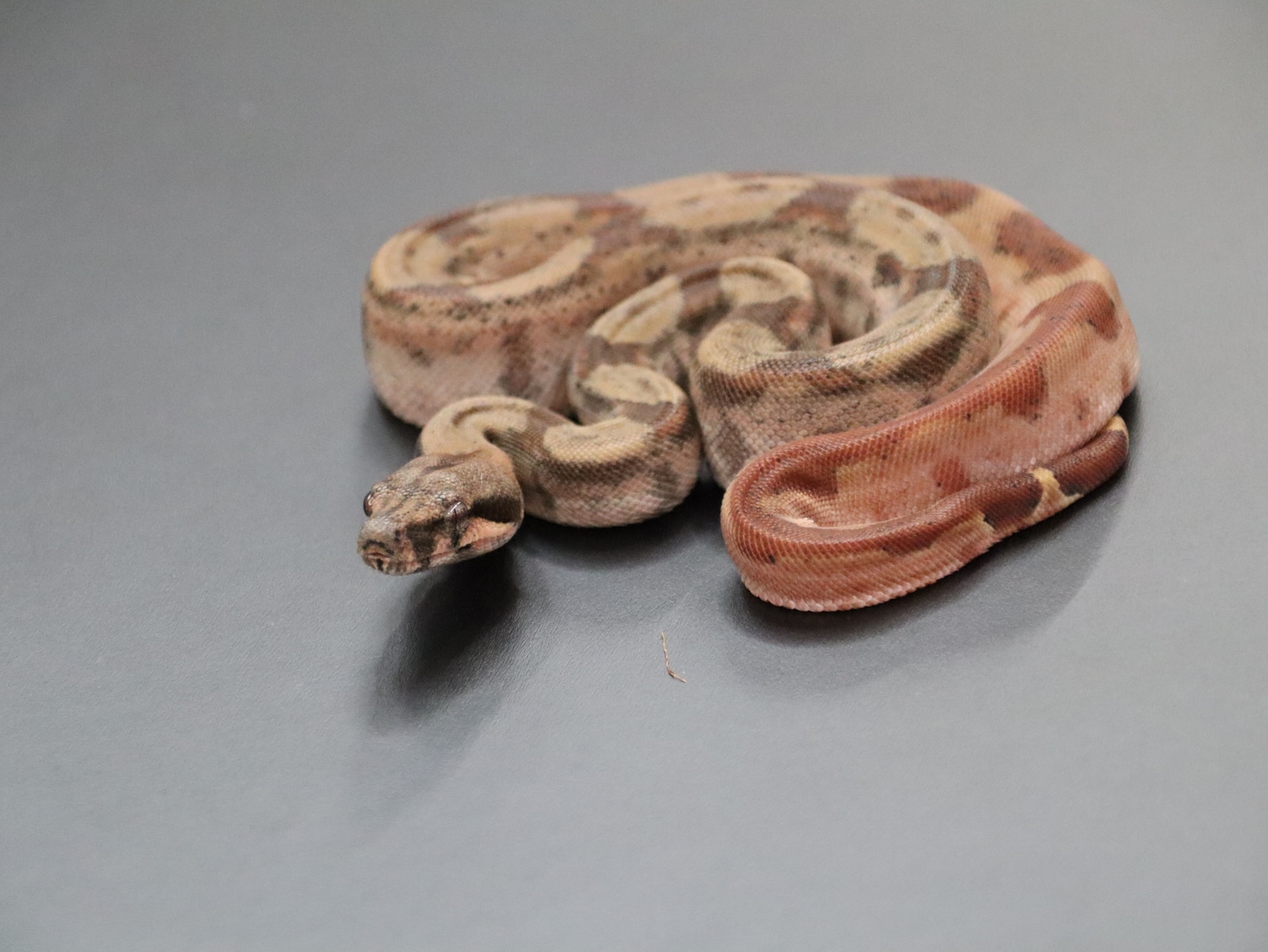 Hypo (Poss Super Hypo) Mayan 66% Het Blood And JER T+ Albino Boa ...