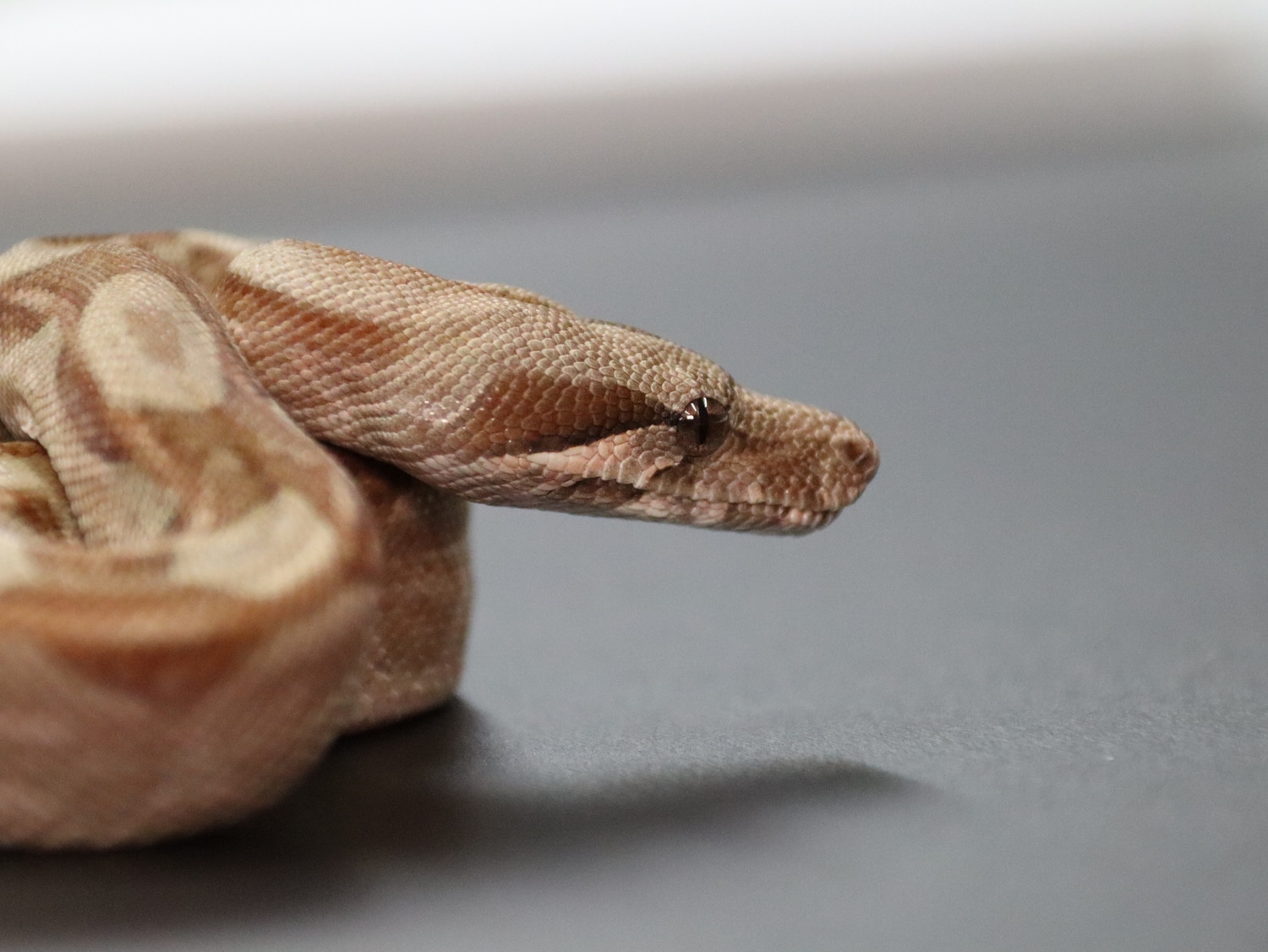 JER T+ Albino Probable Mayan 66% Het Blood Boa Constrictor by Jason's ...