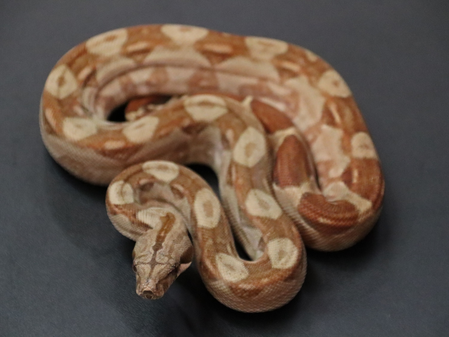 JER T+ Albino Probable Mayan 66% Het Blood Boa Constrictor by Jason's ...