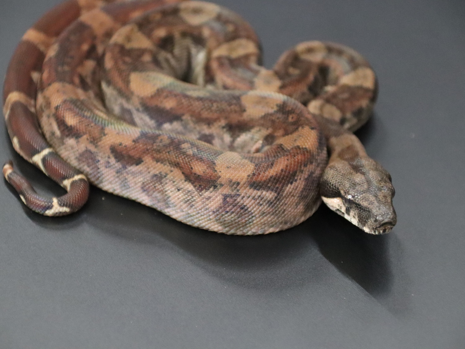 Hypo Possible Super Mayan 50% Het Blood And JER T+ Albino Boa ...