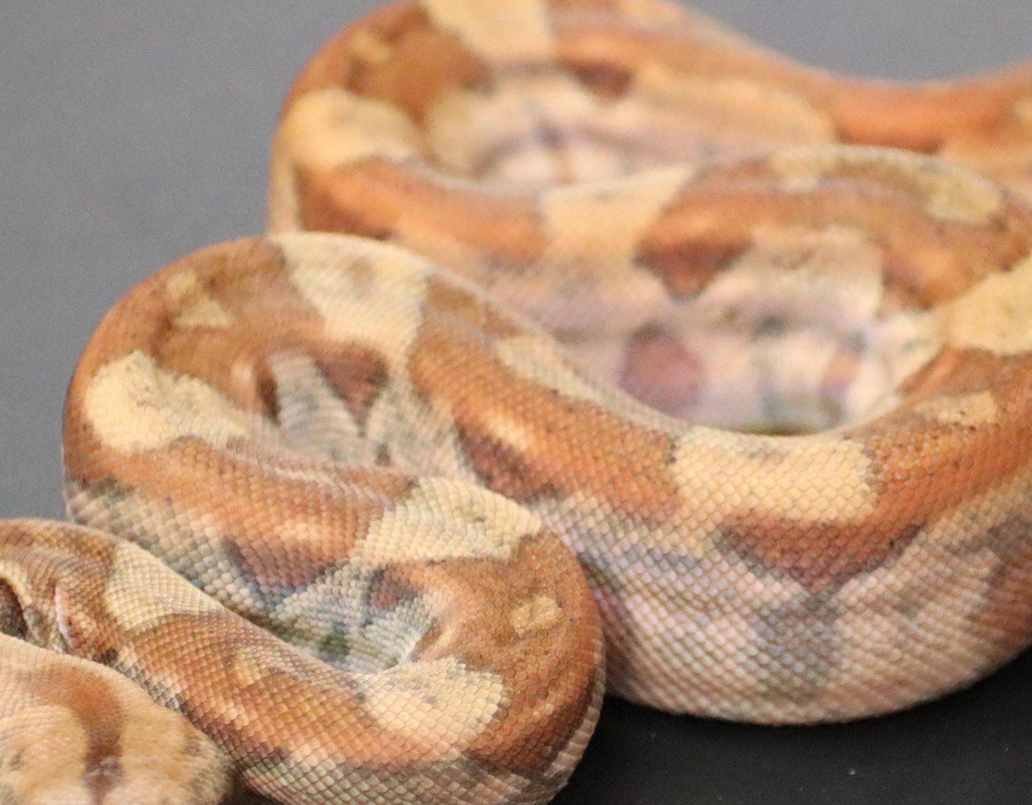 Possible Super Hypo Possible Super Mayan 50% Het Blood And JER T+ ...