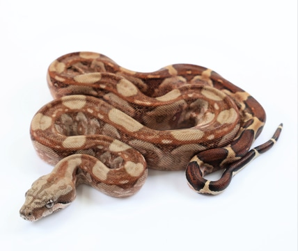 Hypo Blood Boa Constrictor by Jason's Exotic Reptiles - MorphMarket