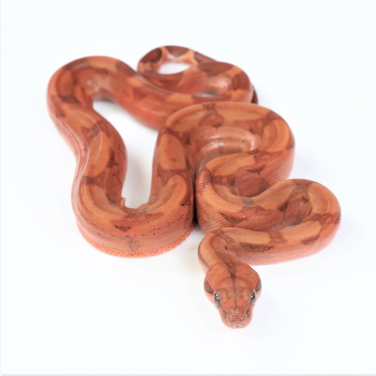 Hypo Blood Boa Constrictor by Jason's Exotic Reptiles