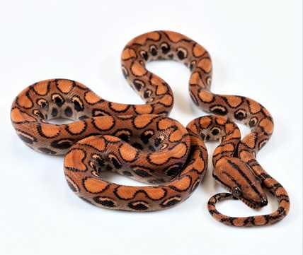 T+ Albino Brazilian Rainbow Boa by Jason's Exotic Reptiles - MorphMarket