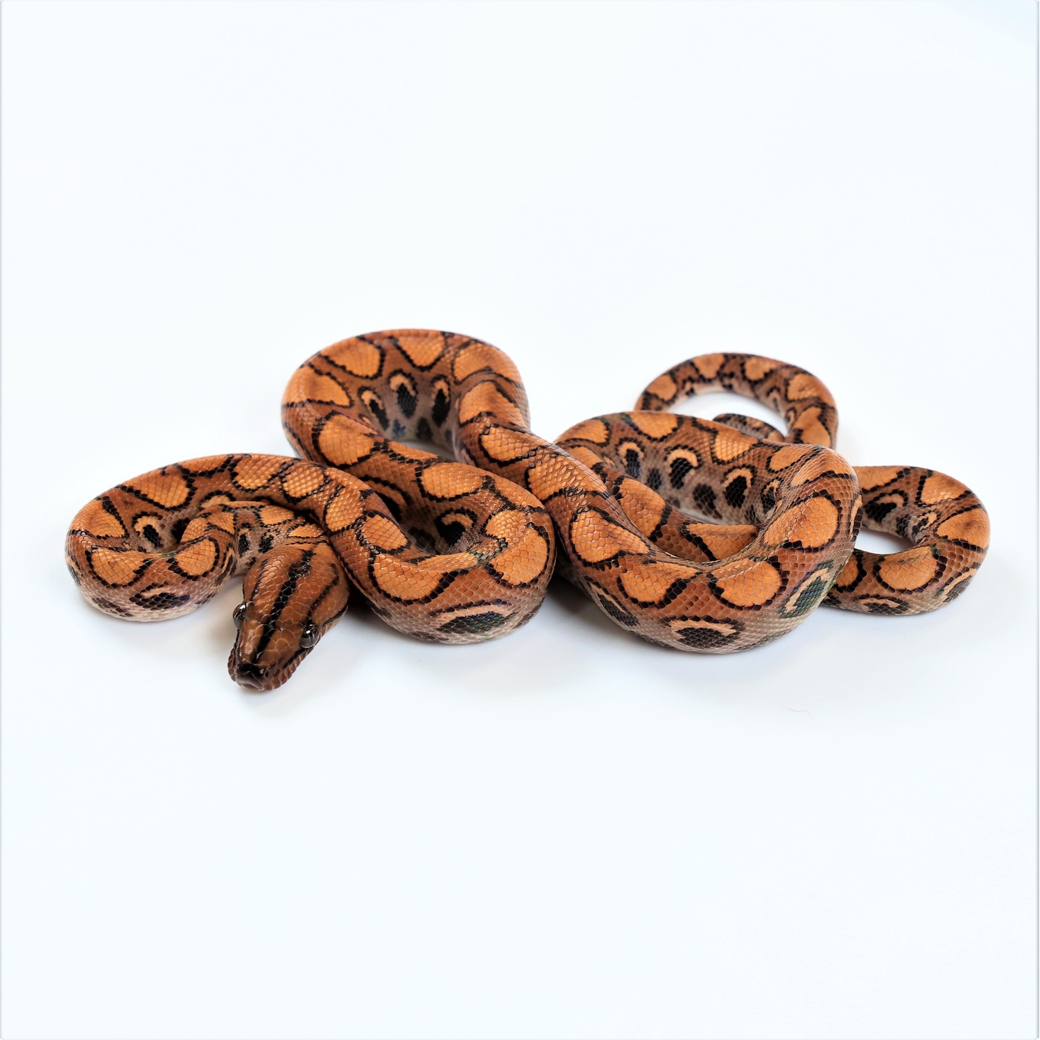 Het T+ Albino Brazilian Rainbow Boa by Jason's Exotic Reptiles ...