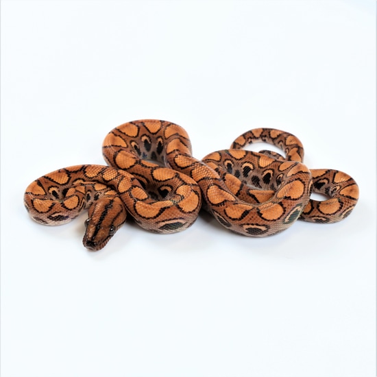 Het T+ Albino Brazilian Rainbow Boa by Jason's Exotic Reptiles