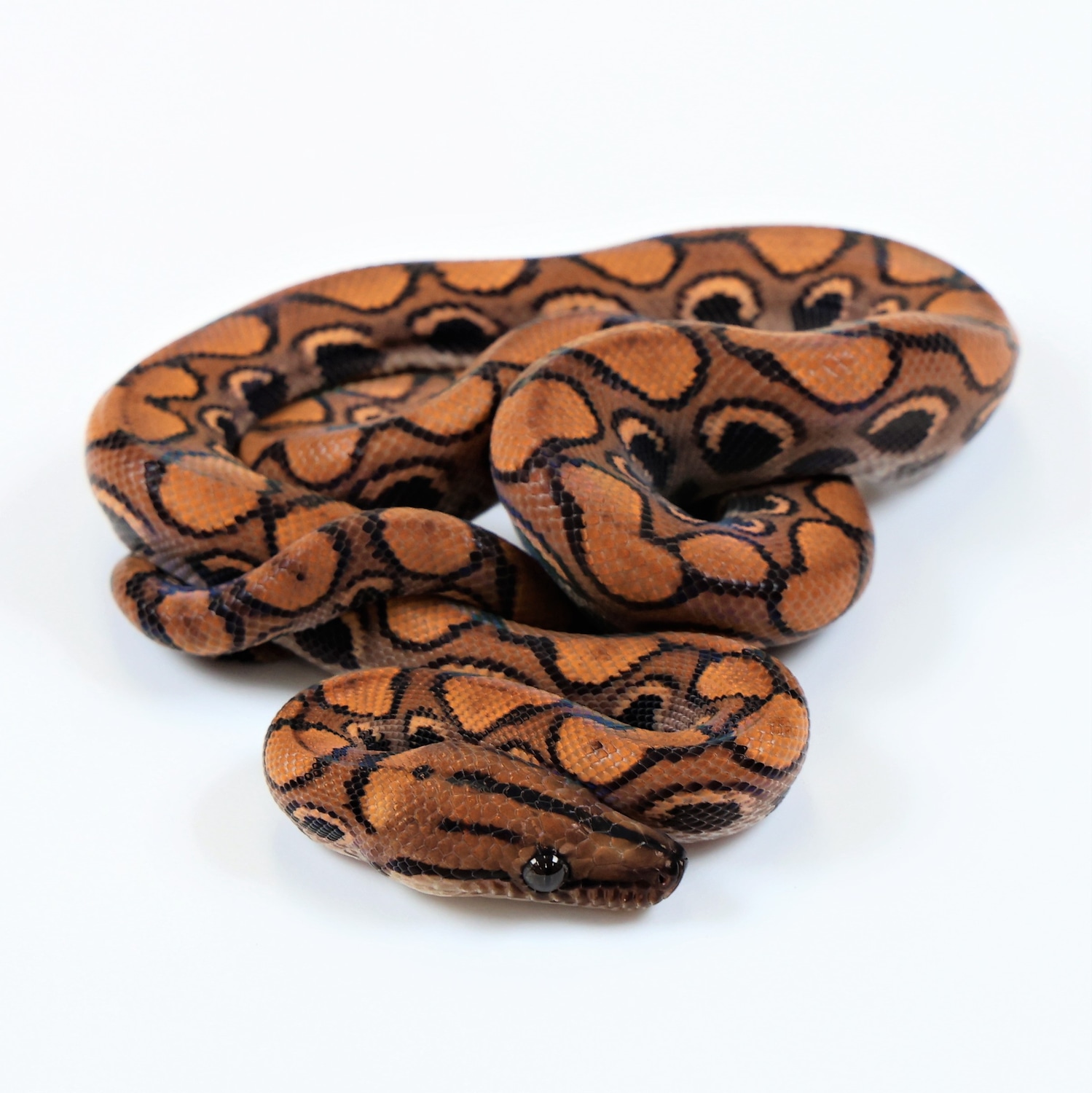 Het T+ Albino Brazilian Rainbow Boa by Jason's Exotic Reptiles ...