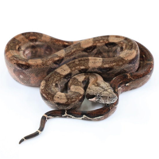 Probable Mayan 100% Het Blood From Mayan Lineage Boa Constrictor by ...