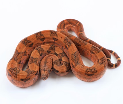 Hypo Super Inca 100% Het Type 2 Anery Boa Constrictor by Jason's Exotic ...