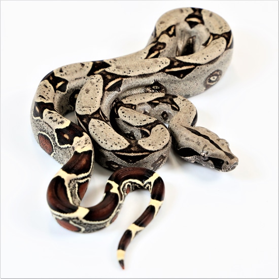 Pucallpa Peru BCC True Red-Tailed Boa Constrictor by Jason's Exotic ...