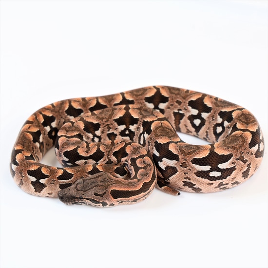 Dumerils Ground Boa Dumeril's Boa by Jason's Exotic Reptiles