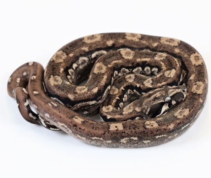 Redline Hypo IMG 100% Het Burke T+ Albino Boa Constrictor by Jason's ...