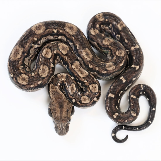 Type 2 Anery Inca Boa Constrictor by Jason's Exotic Reptiles