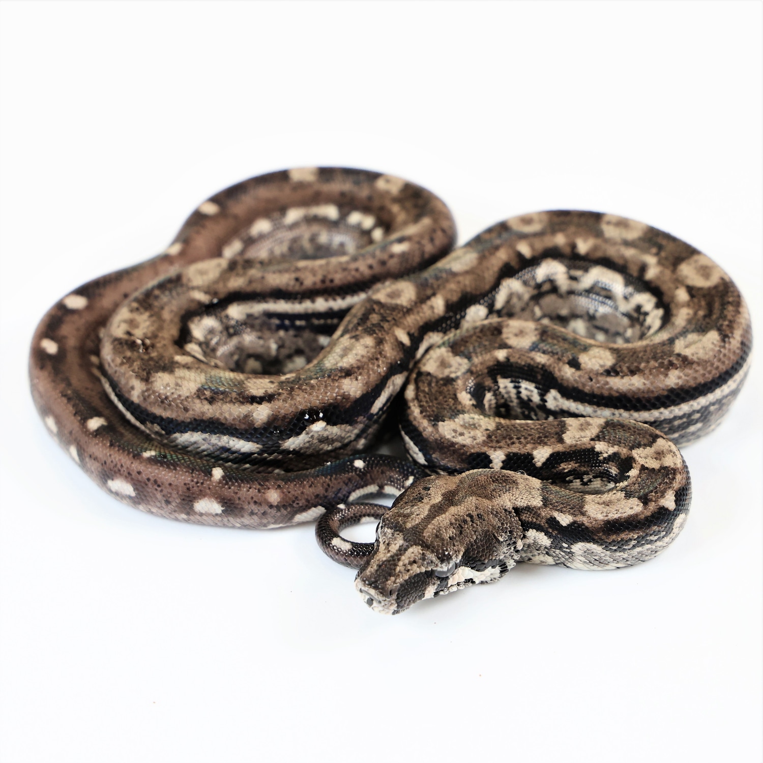 Type 2 Ghost Inca (Probable Super Inca) - Head Wobble Boa Constrictor ...